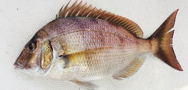 Fish Rules - Porgy, Scup in Greater Atlantic Federal Waters