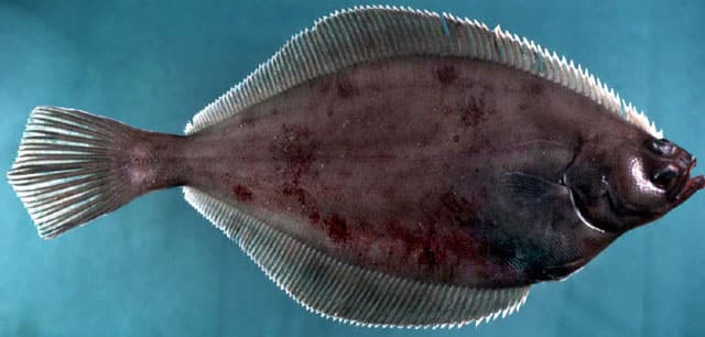 Fish Rules - Plaice, American in Greater Atlantic Federal Waters