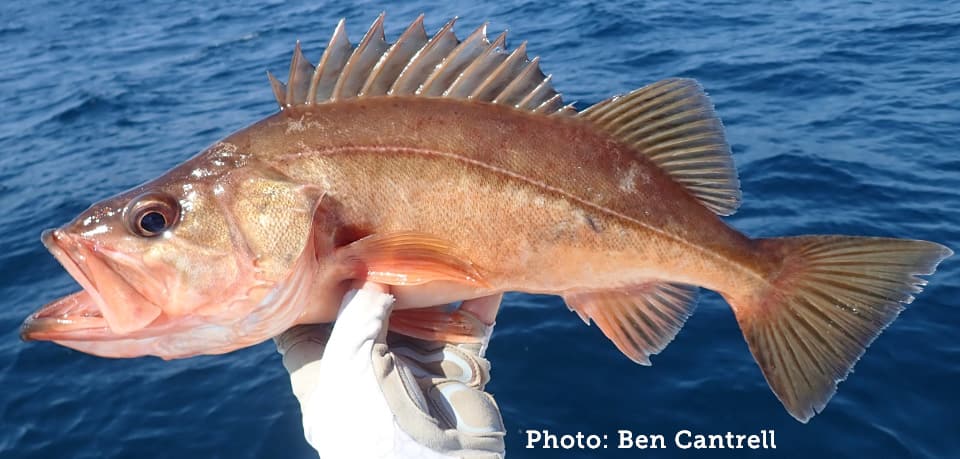 Fish Rules - Bocaccio in CA Central Area