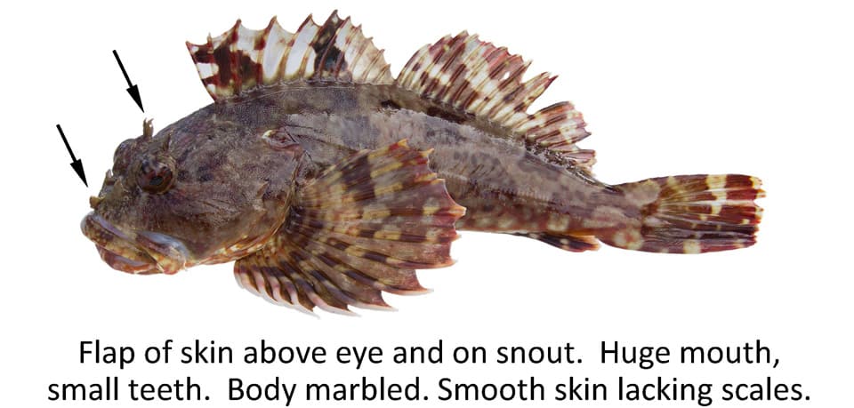 Fish Rules - Cabezon in CA Central Area