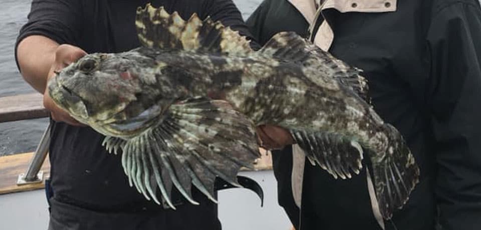 Fish Rules - Cabezon in CA Central Area