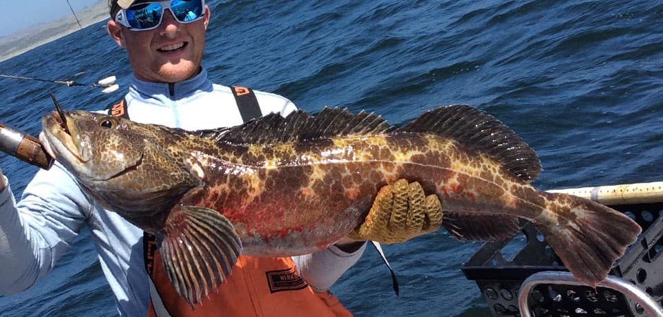 Fish Rules - Lingcod in CA Southern Area
