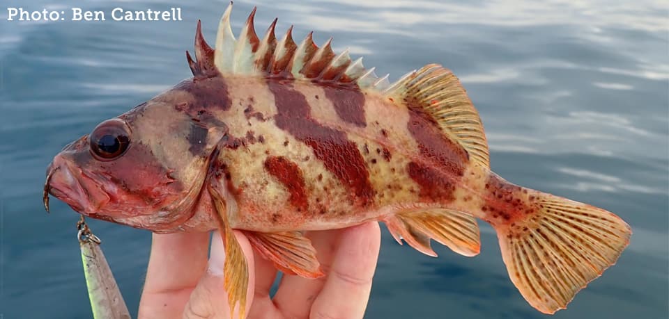 Fish Rules - Rockfish, Calico in CA San Fransisco Area