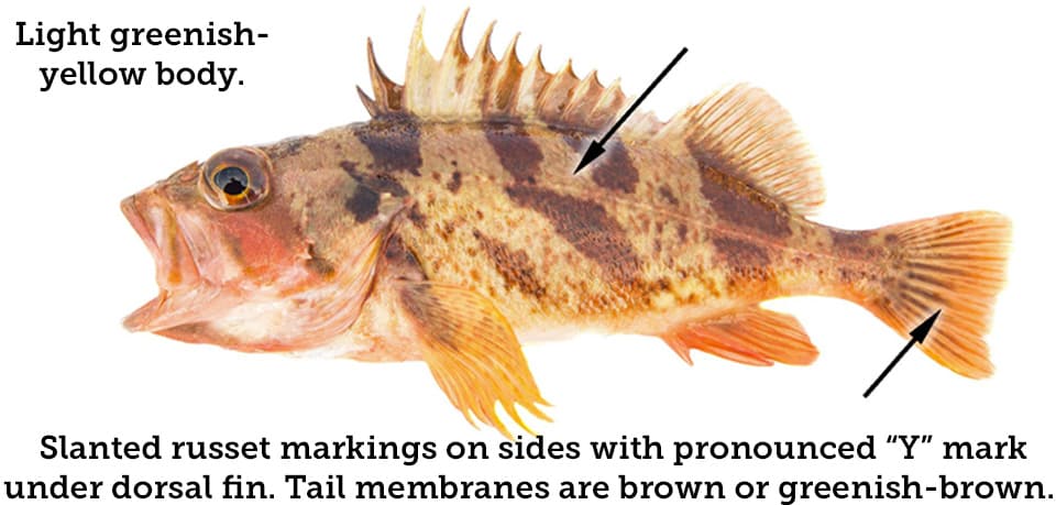 Fish Rules - Rockfish, Calico in CA San Fransisco Area