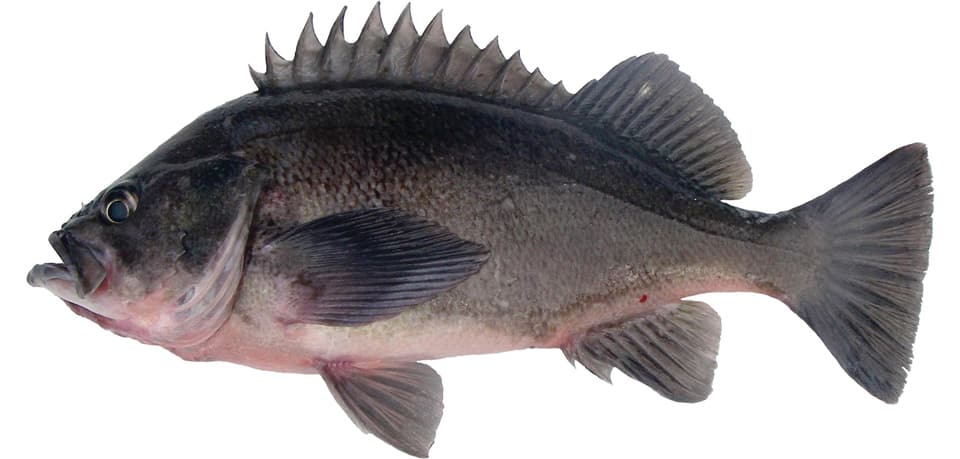 Fish Rules - Rockfish, Dusky in CA Northern Area