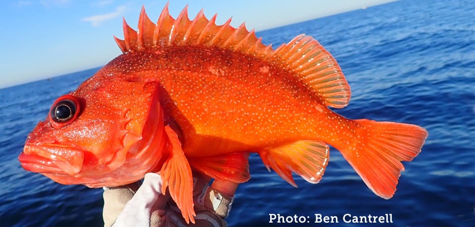 Fish Rules - Rockfish, Starry in CA Northern Area