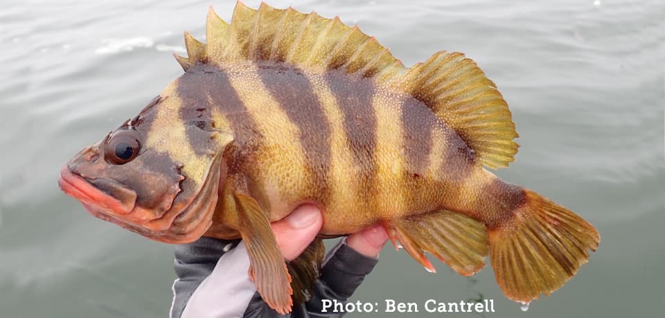 Fish Rules - Treefish in CA Southern Area