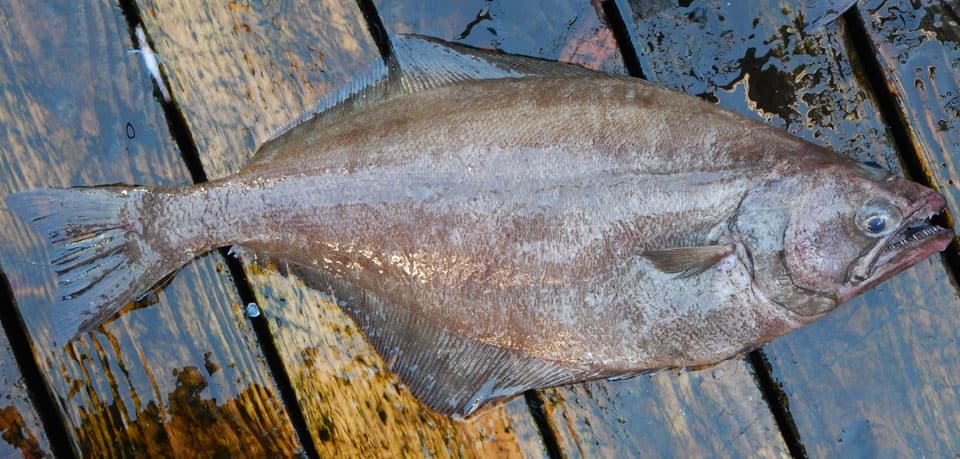 Fish Rules - Arrowtooth Flounder in CA Southern Area