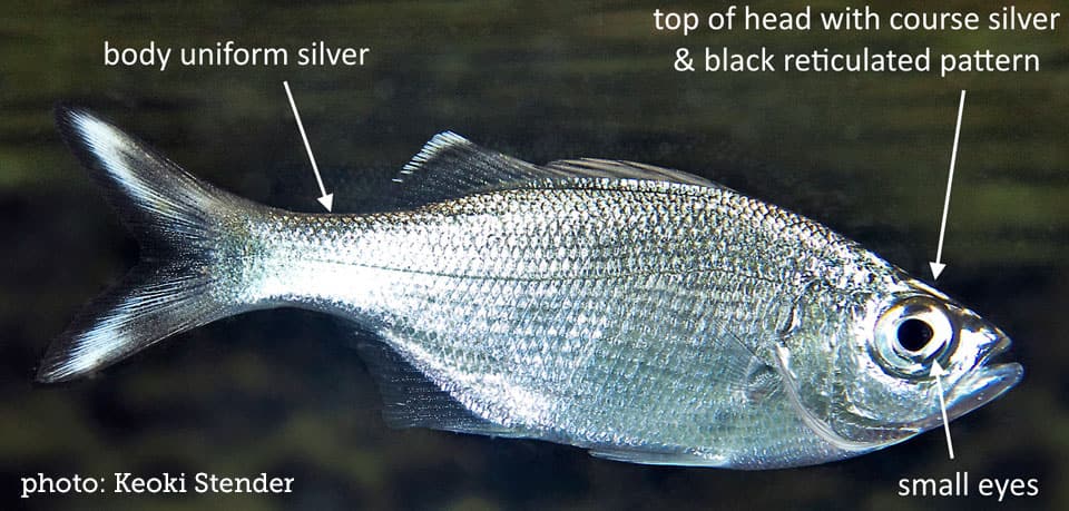 Fish Rules - Flagtail, Reticulated in HI Hawaii State Waters