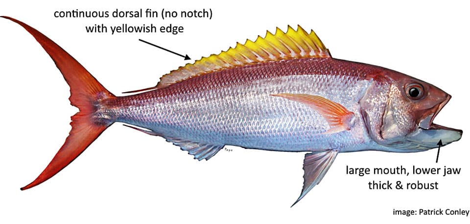 Fish Rules - Snapper, Ironjaw in HI Hawaii State Waters