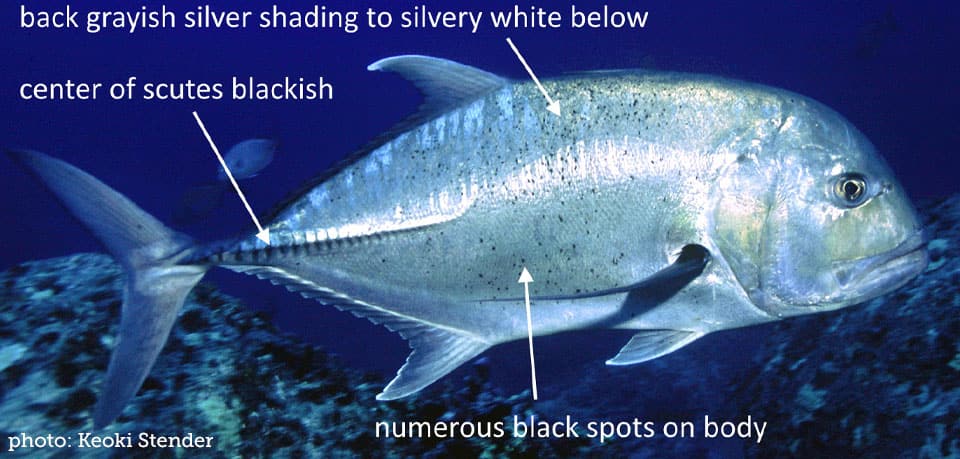 Fish Rules - Trevally, Giant in HI Hawaii State Waters