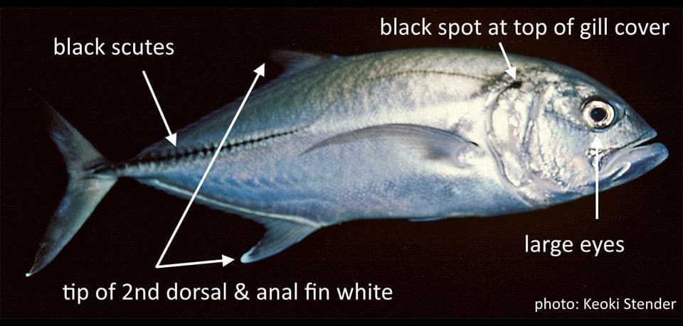 Fish Rules - Trevally, Bigeye in HI Hawaii State Waters