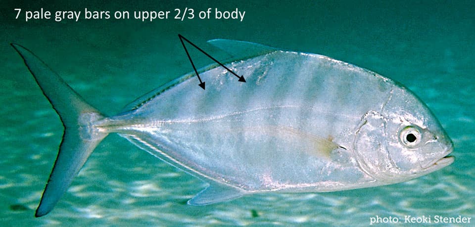 Fish Rules - Jack, Barred in HI Hawaii State Waters