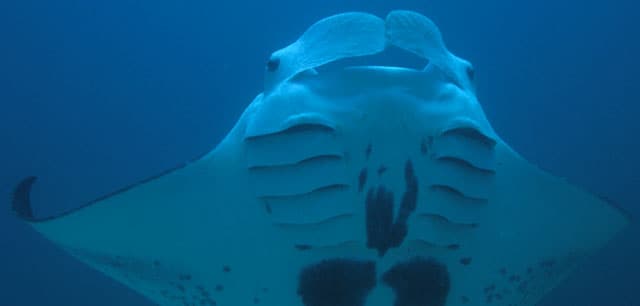 Fish Rules - Rays (all species) in HI Hawaii State Waters