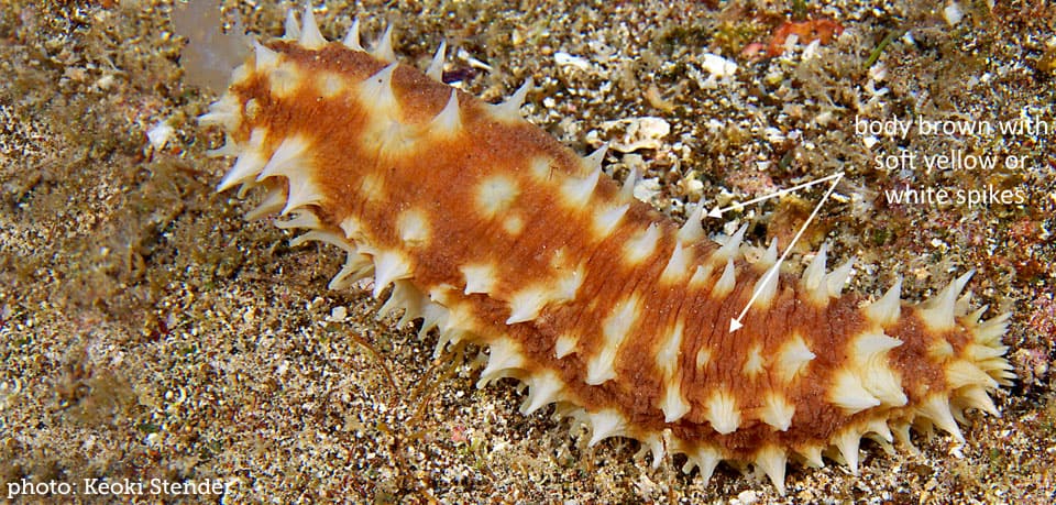 Fish Rules - Sea Cucumber, Tiger Tail in HI Hawaii State Waters