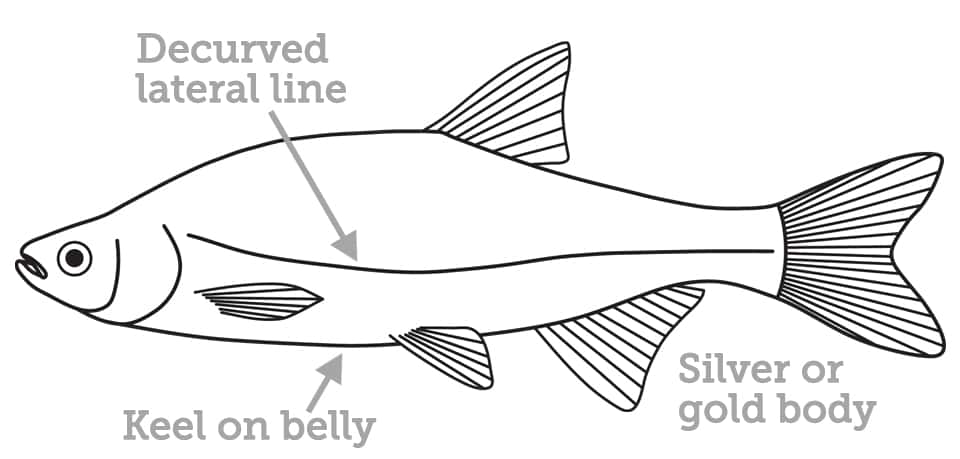 Fish Rules - Shiner, Golden in FL State Waters